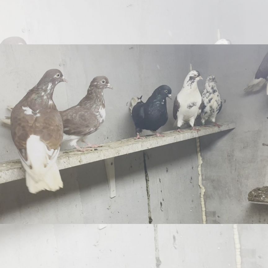 Николаевские голуби. Полет бабочки