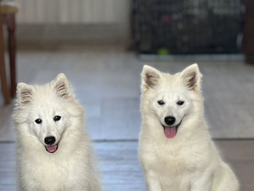 Японский шпиц щенки из питомника