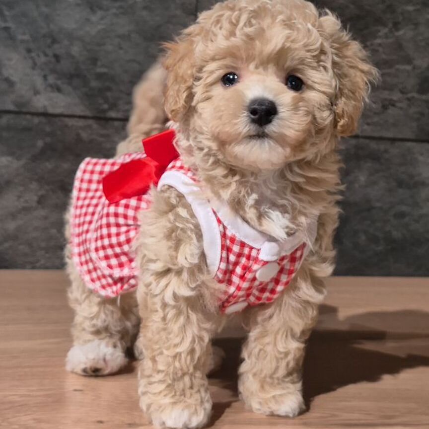 Мальтипу, щенок