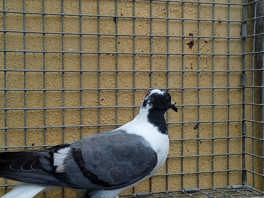 Птицы. Голуби