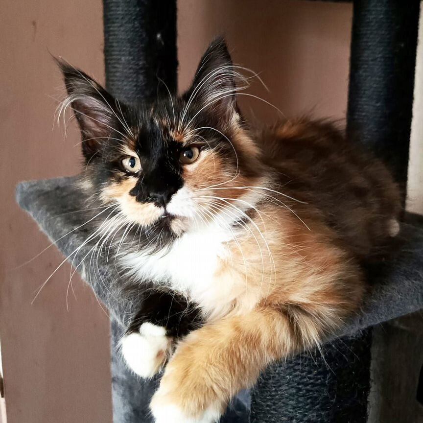 Котята мейн-кун