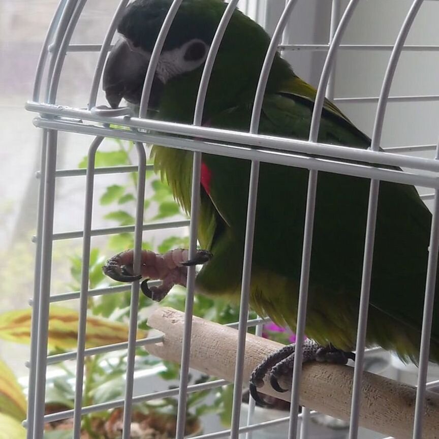 Попугай продаю