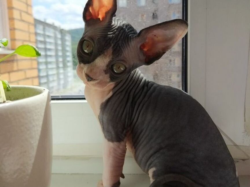 Котёнок канадский сфинкс