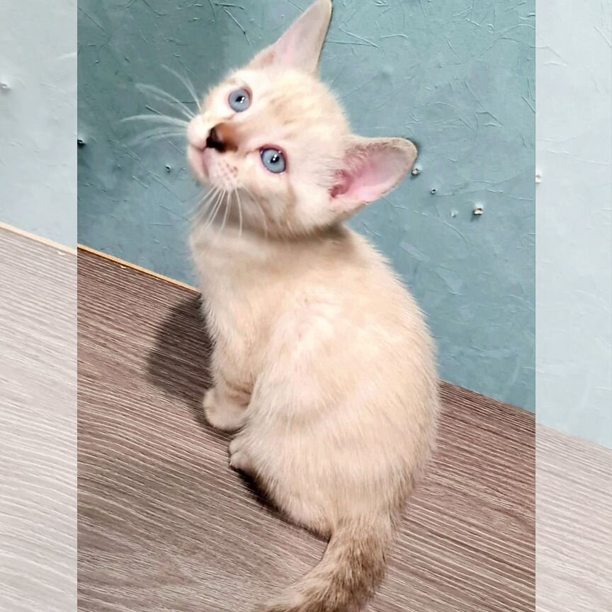 Бенгальская Принцесса)