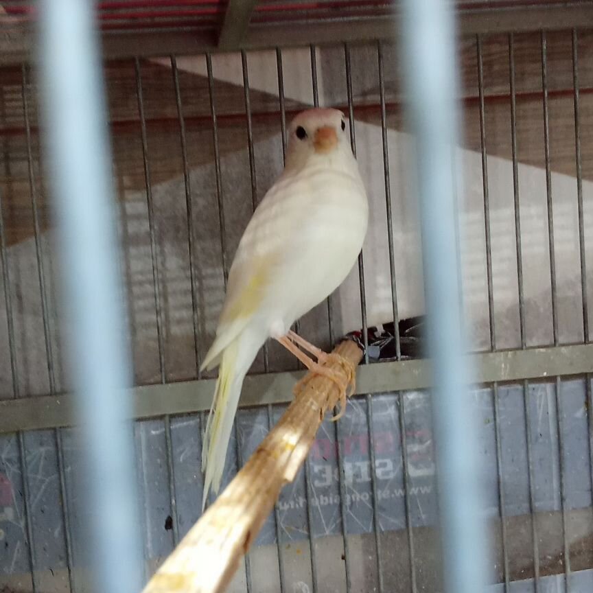 Кенара и канарейки