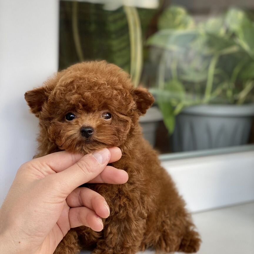 Той тедди пудель китай