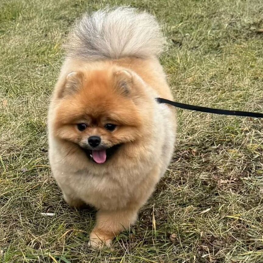 Померанский шпиц, взрослый пёс