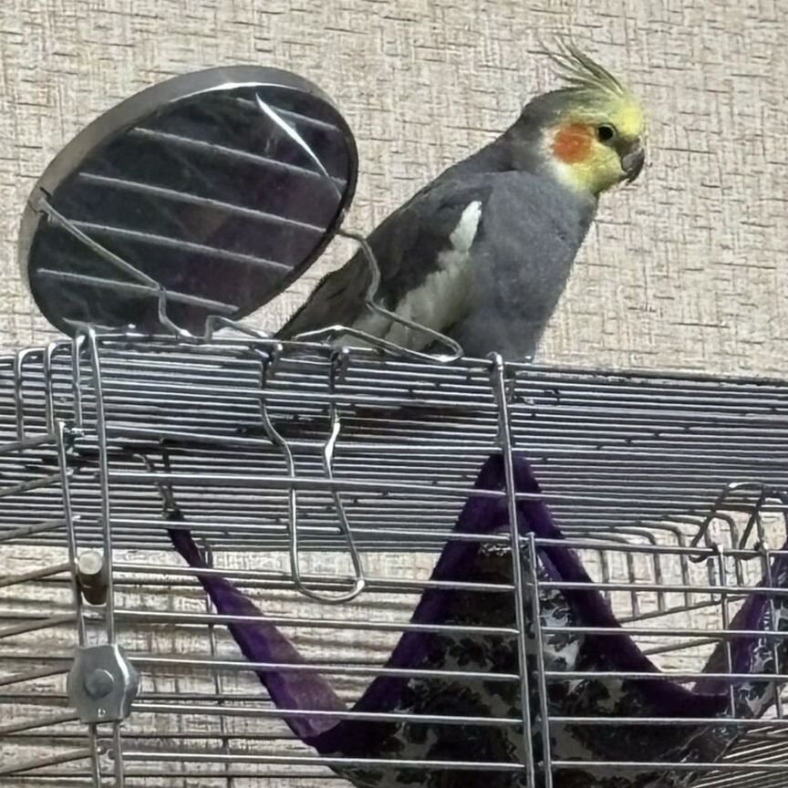 Попугаи корелла