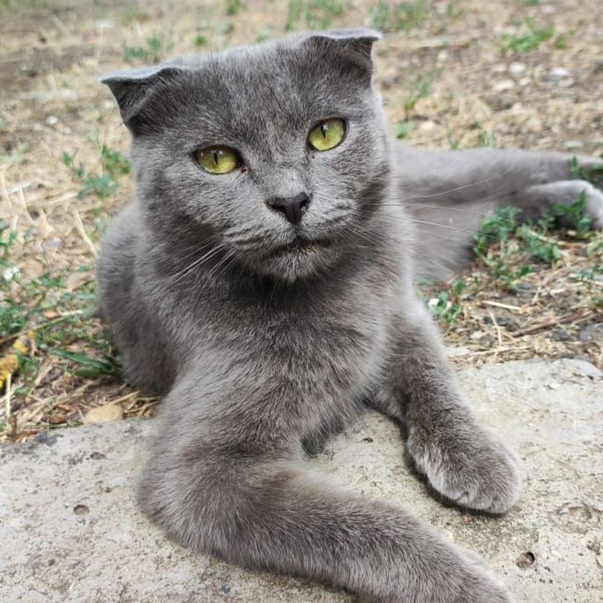 Шотландский котик в дар