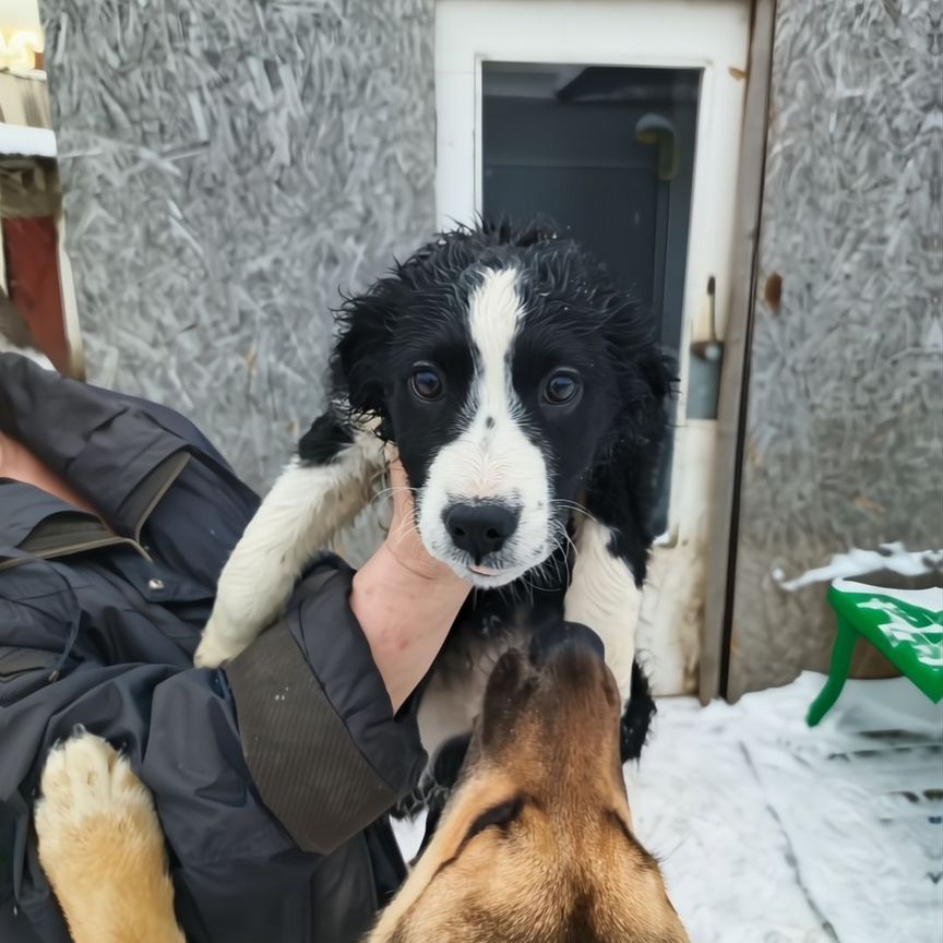 Щенок в добрые руки