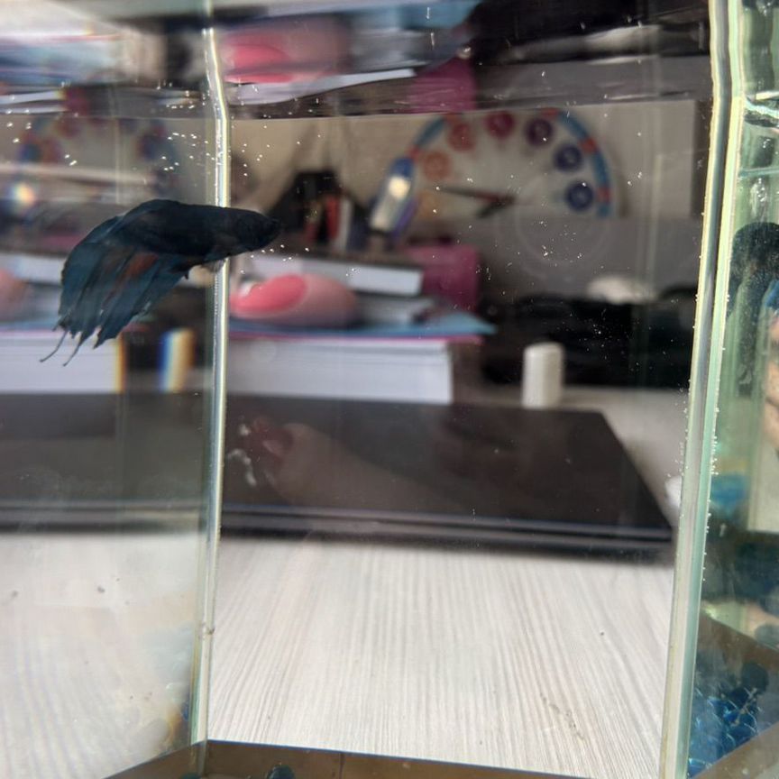 Рыба петушок с аквариумом