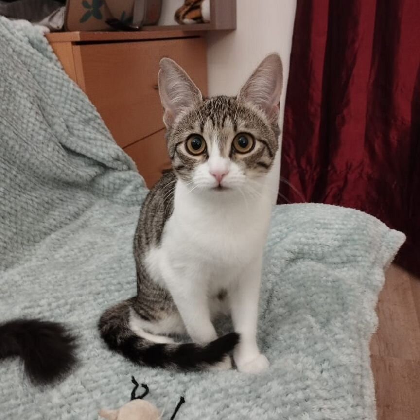 Котенок девочка