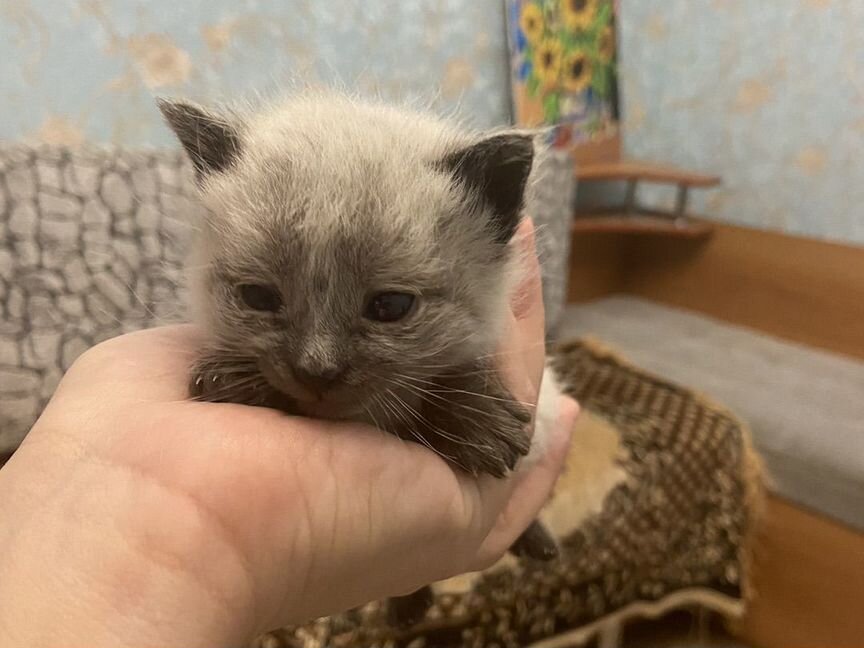 Котята в добрые руки даром