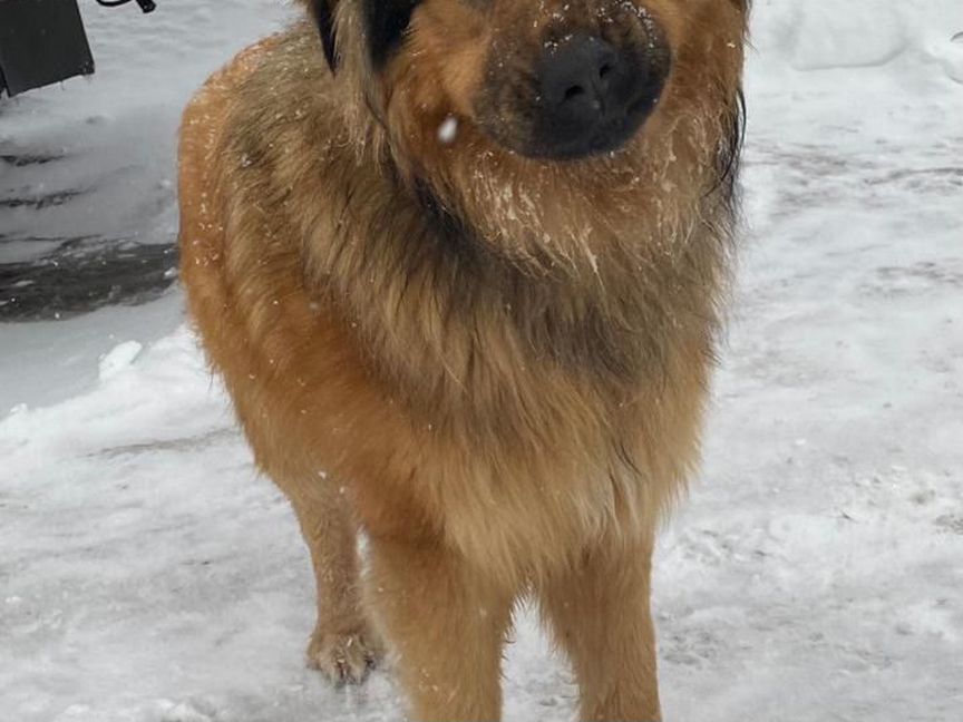 Собака в добрые руки