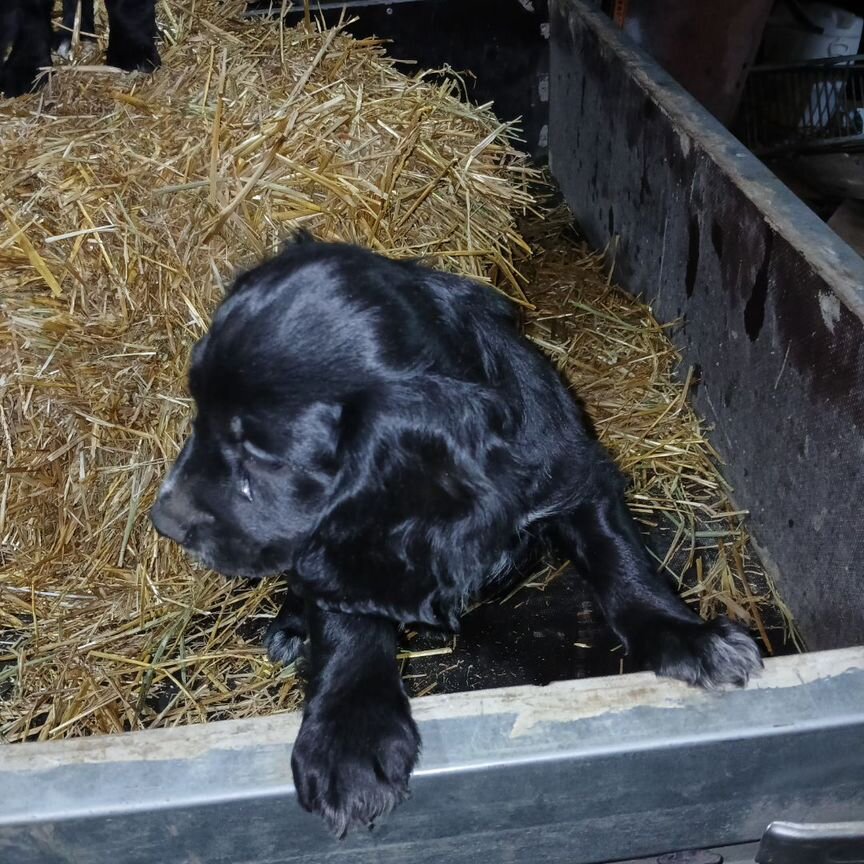 Собаки щенки