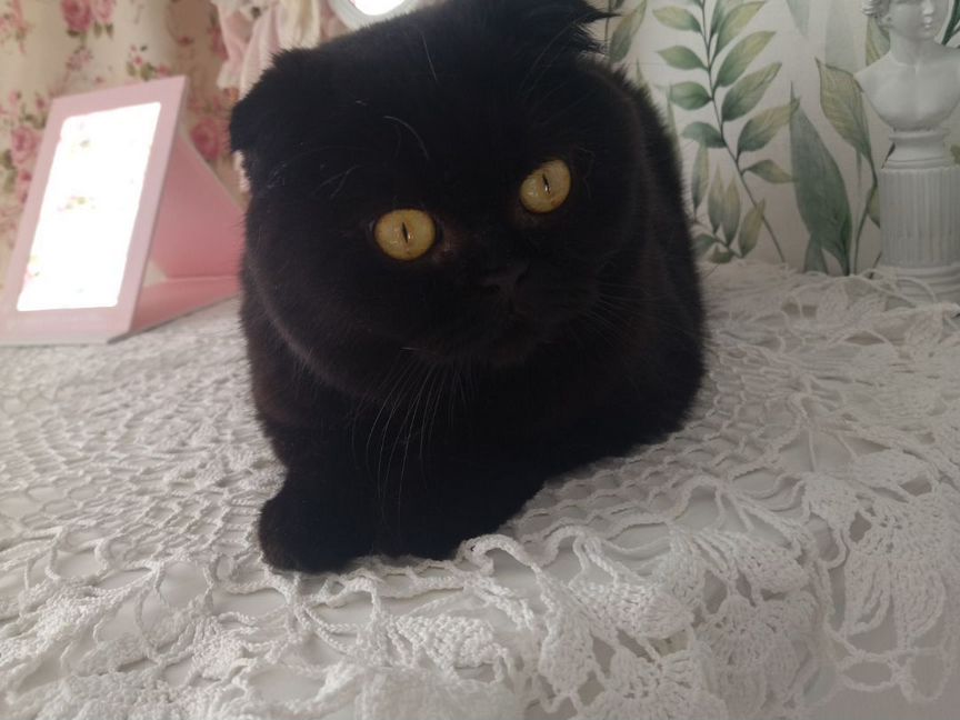 Кошечка для занятого хозяина