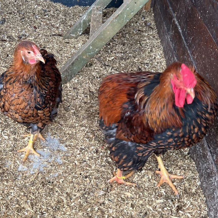 Молодые петухи