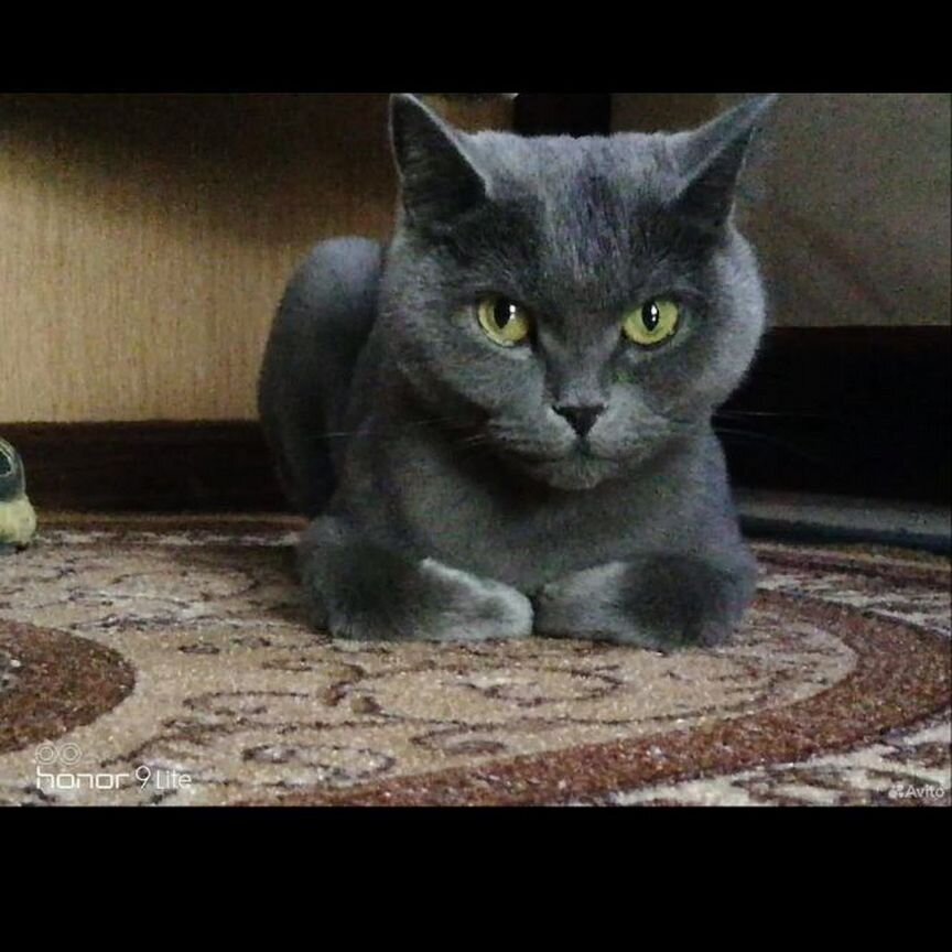 Ласковая британка в добрые руки, 7 лет