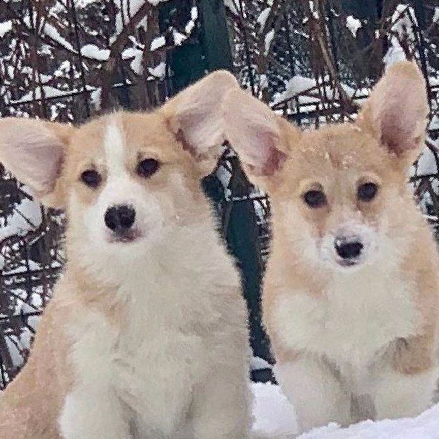 Собаки щенки корги