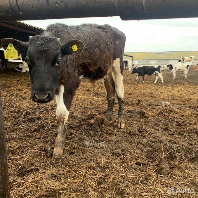 Крс бычки И телки