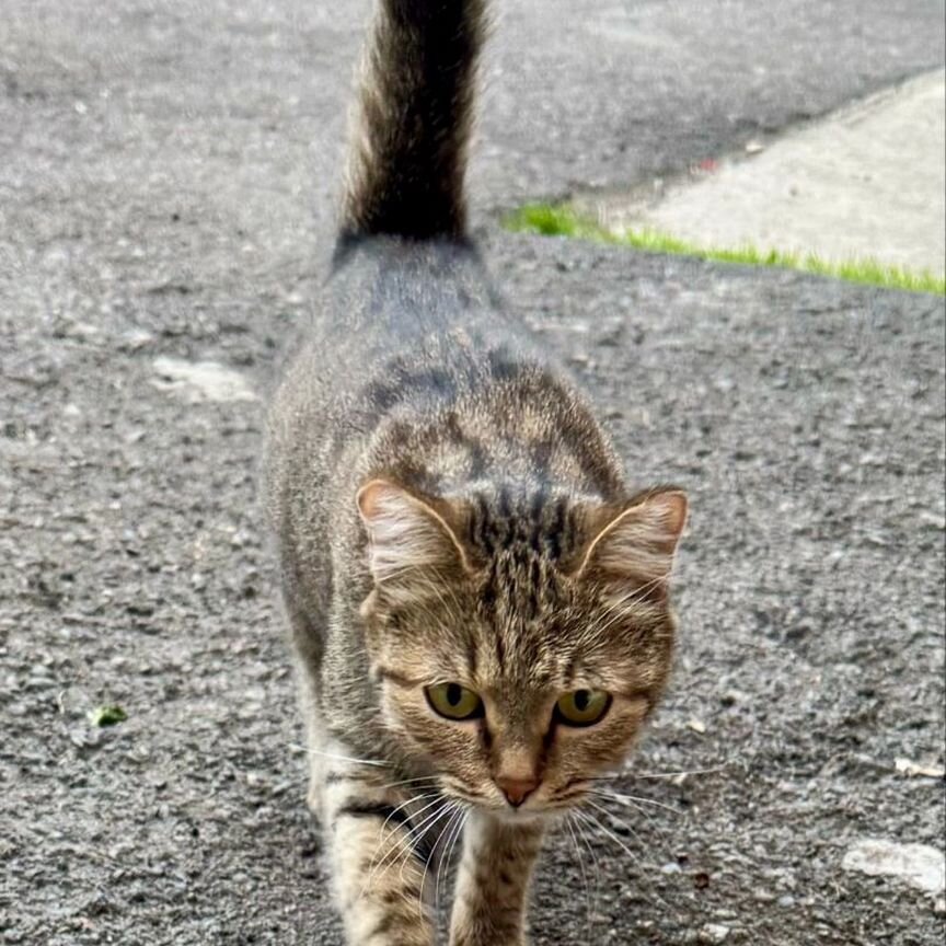 Кошечка и котенок ищут дом