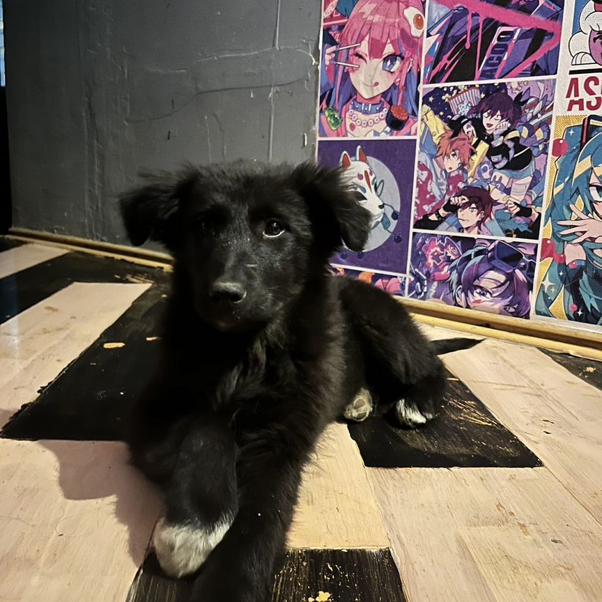 Отдам щенка