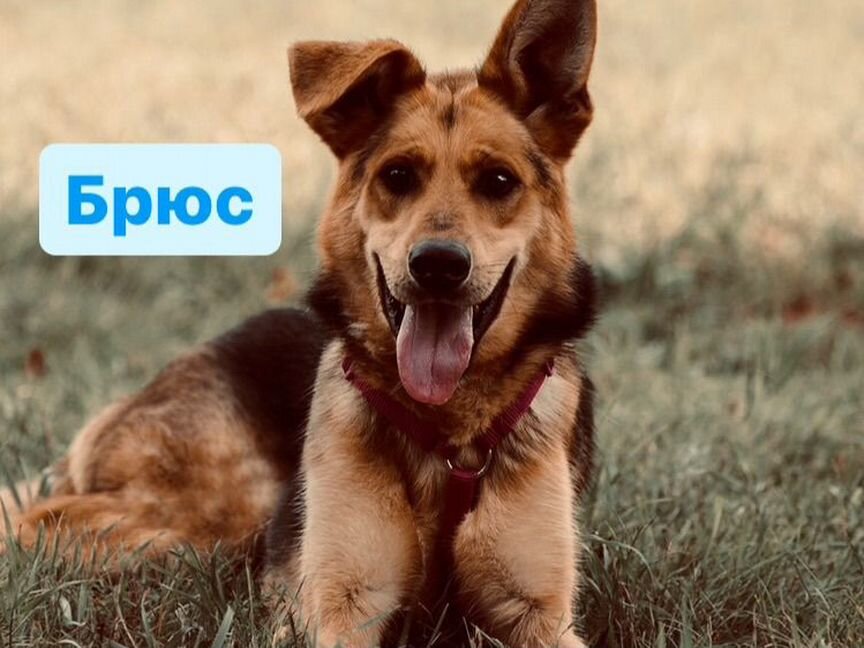 Брюс Всемогущий ищет дом