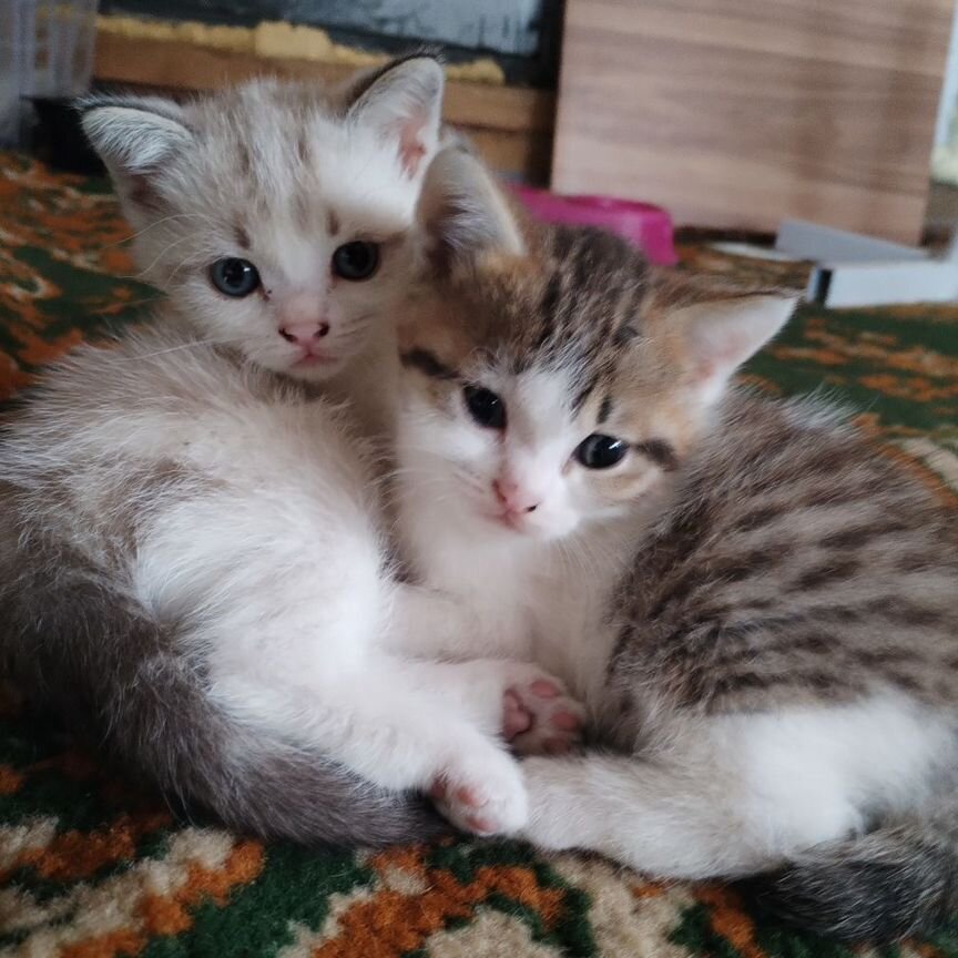 Котята в добрые руки бесплатно