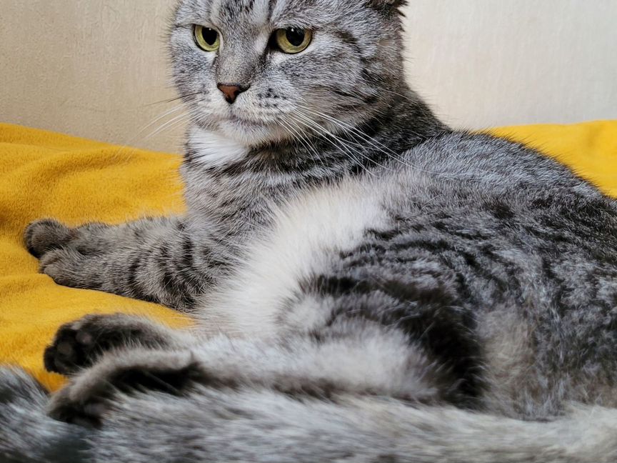 Взрослая кошка в добрые руки