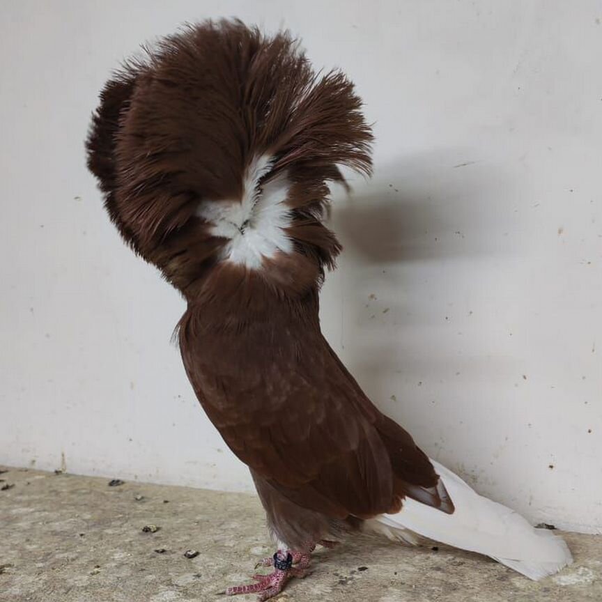 Продажа голубей