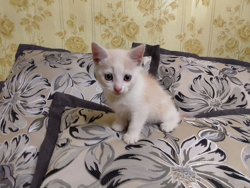 Котенок голубоглазый блондин