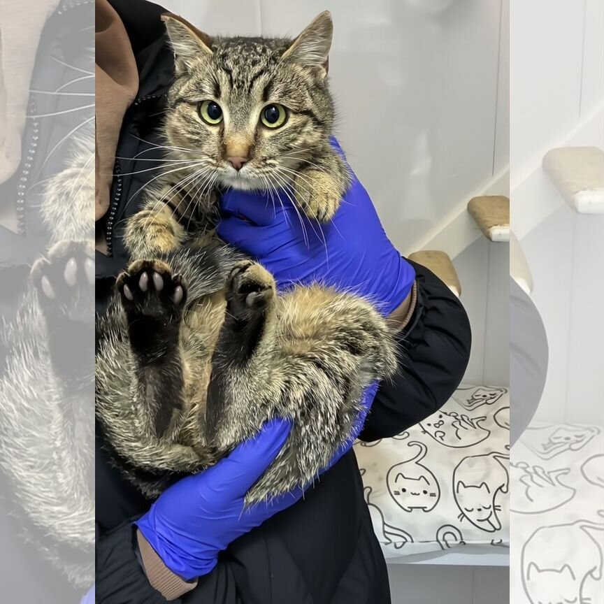 Взрослая, Девочка кошка в добрые руки