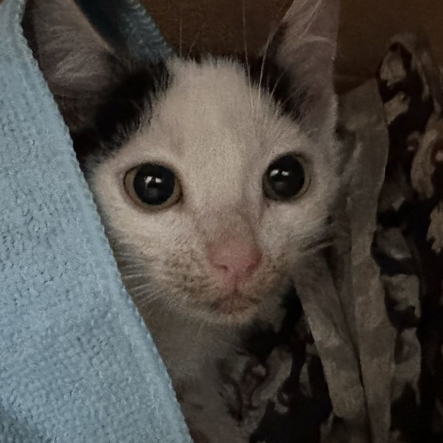 Котенок в добрые руки