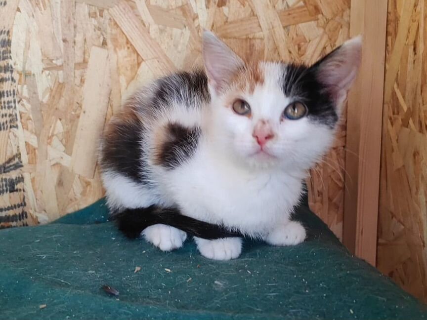 Лапочка Киви ищет дом