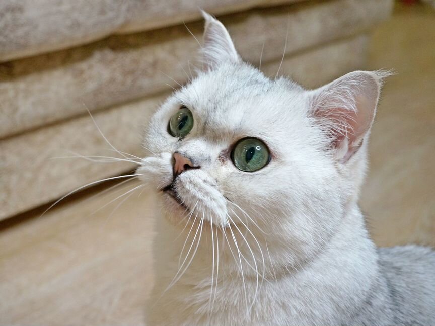Британский серебристый котик
