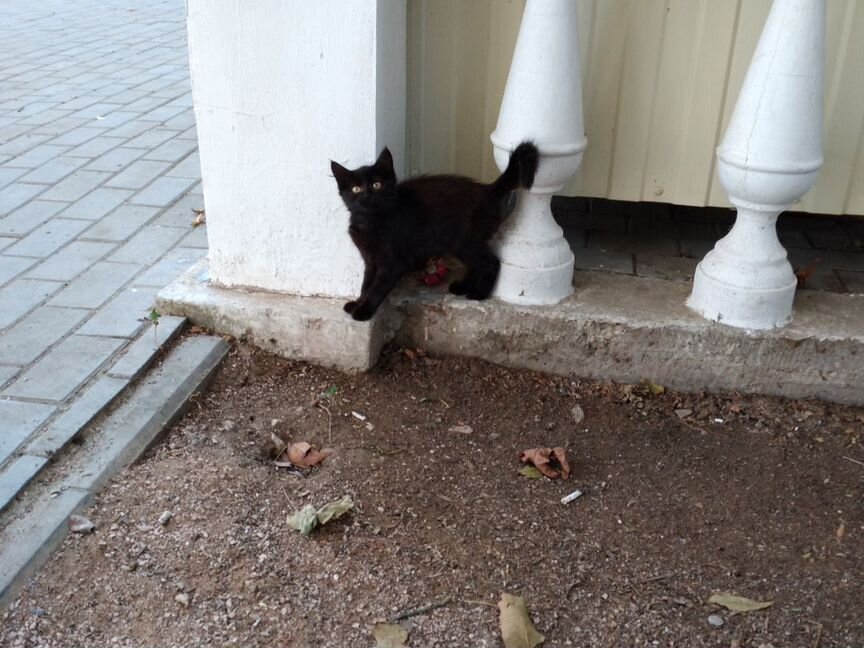 Кошечка в добрые руки