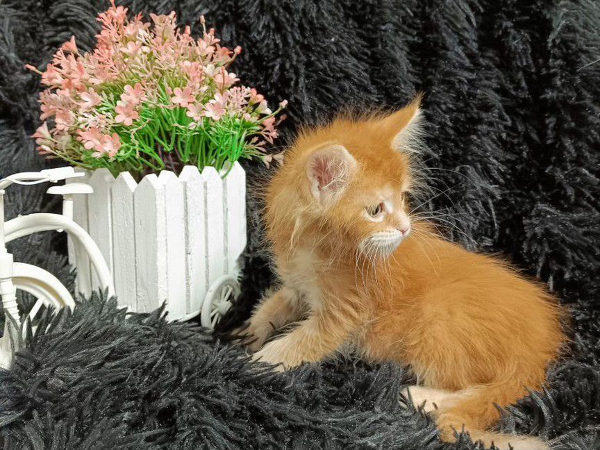 Мейн кун котик котенок