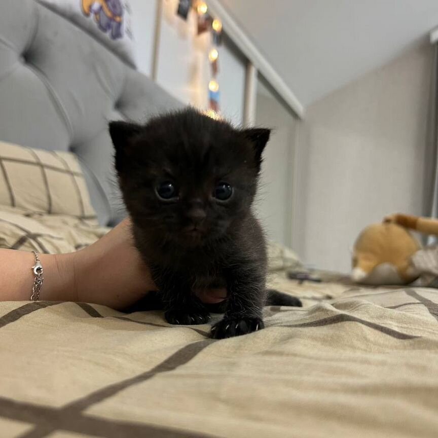 Котенок мальчик