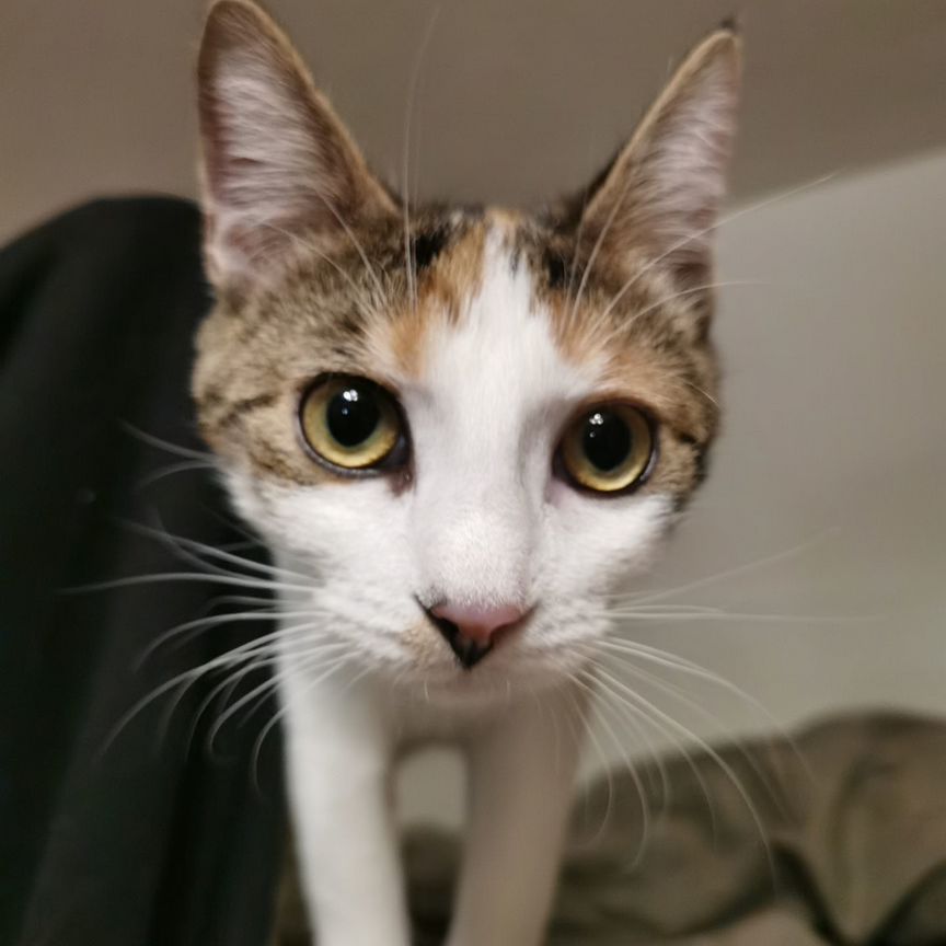 Котенок девочка, 6,5 месяцев