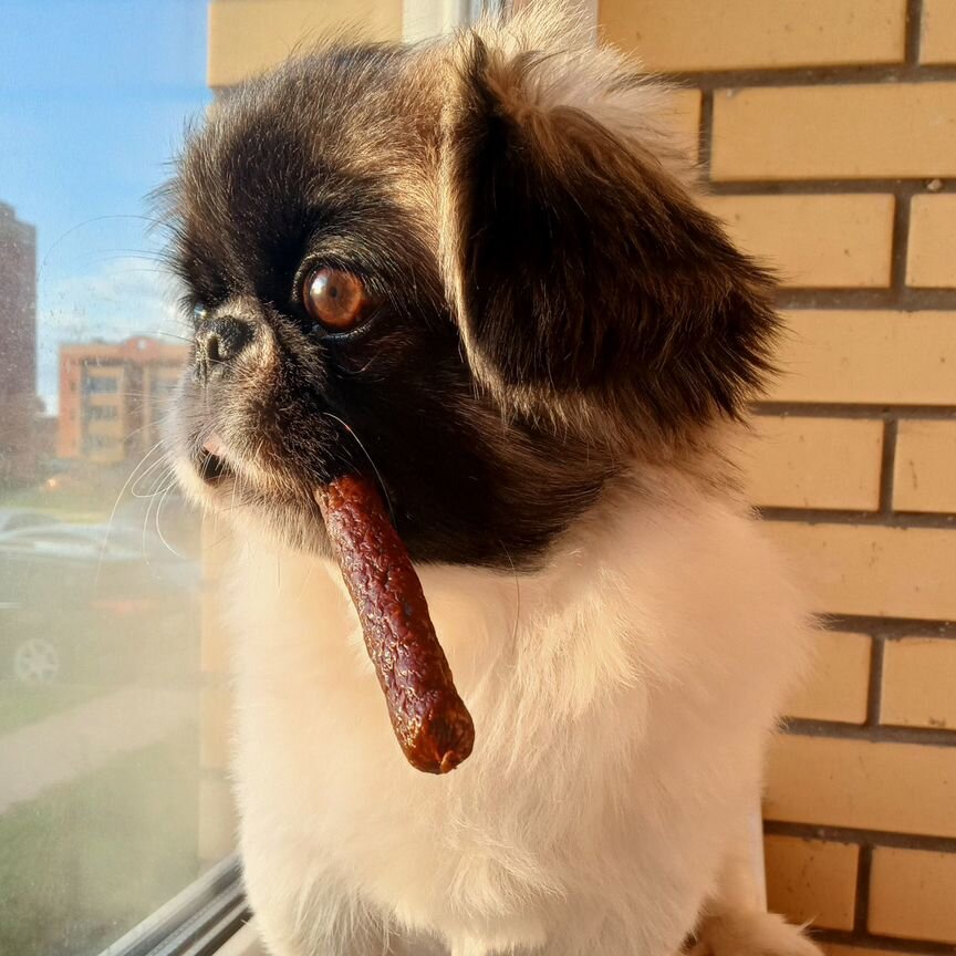 Пекинес, взрослая собака