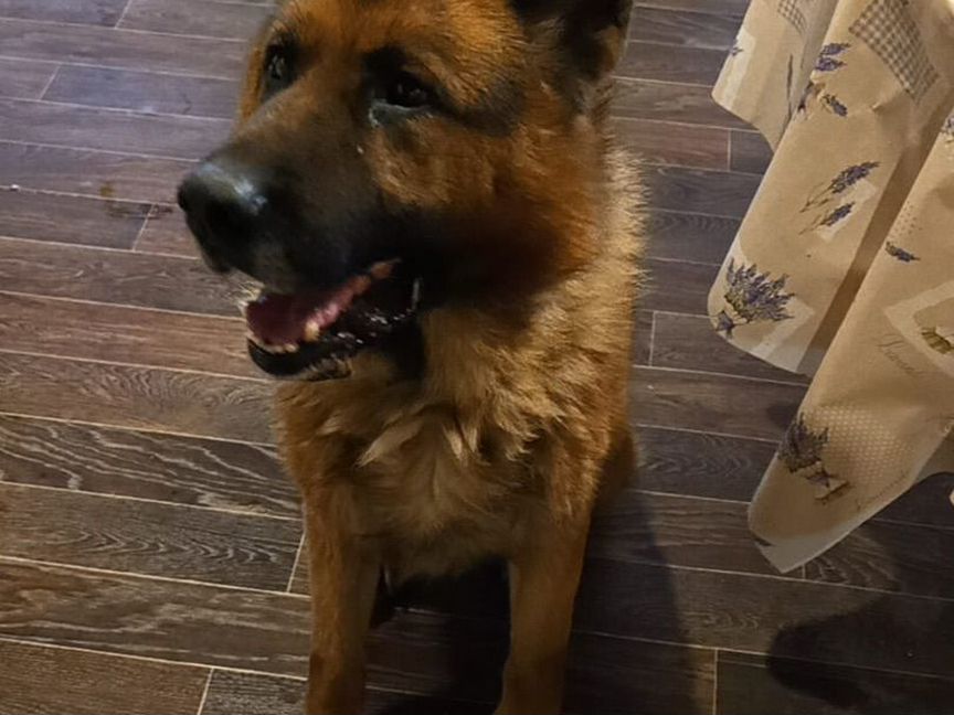 Немецкая овчарка