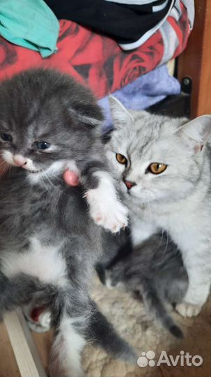 Котята Шиншилла бесплатно