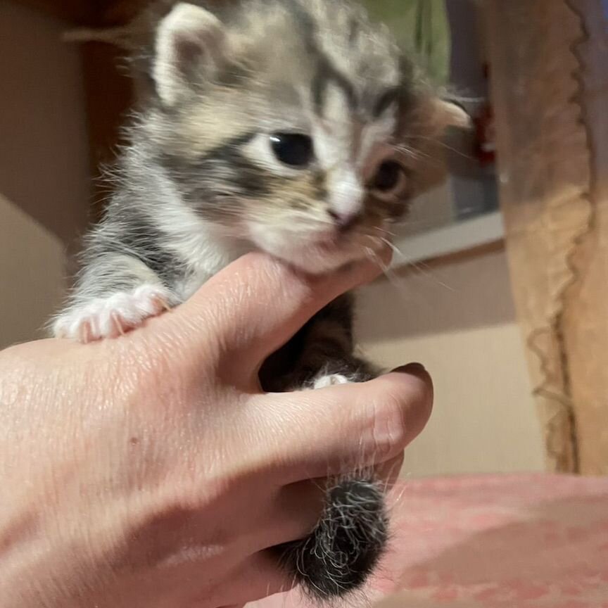 Британские котята