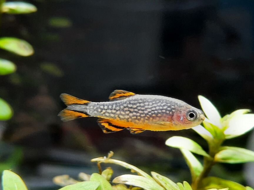 Микрорасбора Галактика (Danio margaritatus)
