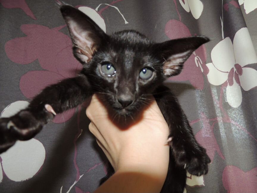 Ориентальная девочка