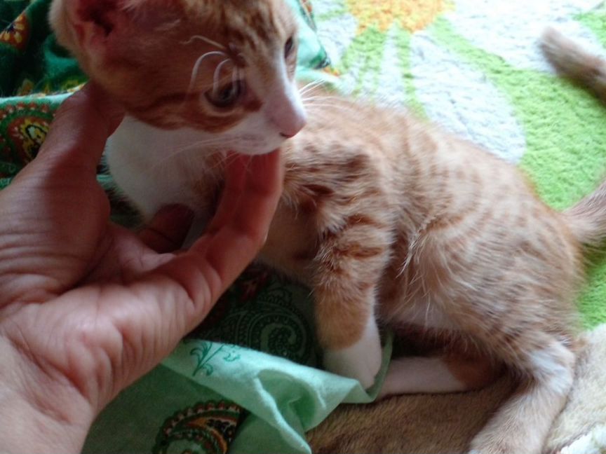 Мальчики рыженьк и сереньк котята ласковые