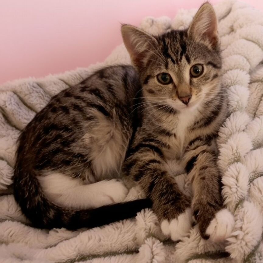 Котёнок в добрые руки