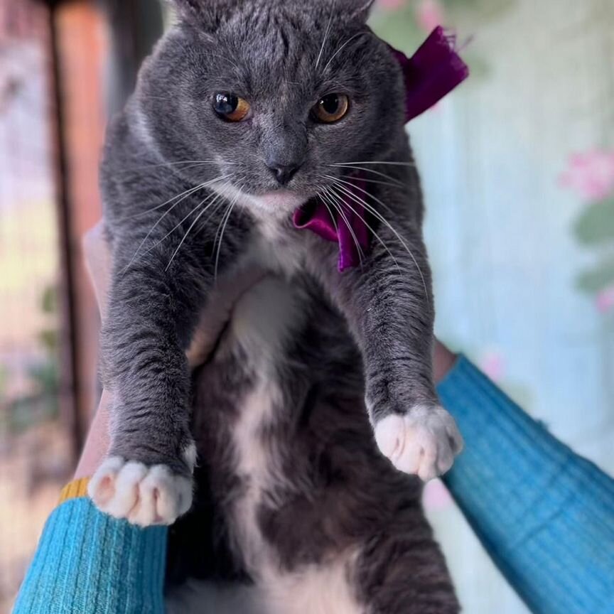 Кот в дар
