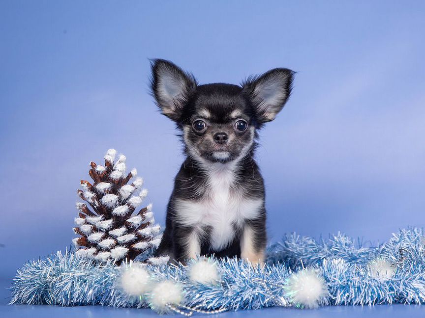 Чихуахуа щенки стандарт