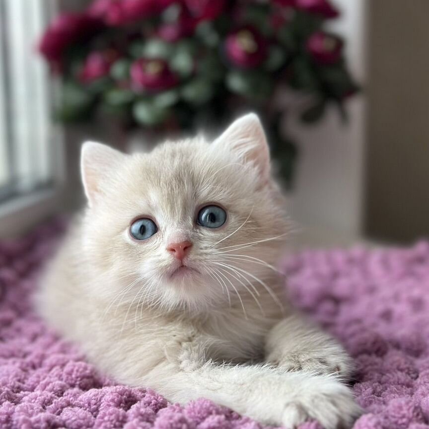 Шикарный ласковый котик лиловая золотая шиншилла
